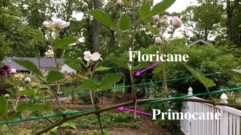 Blackberry Primocane Blackberry Floricane Info You'll Love