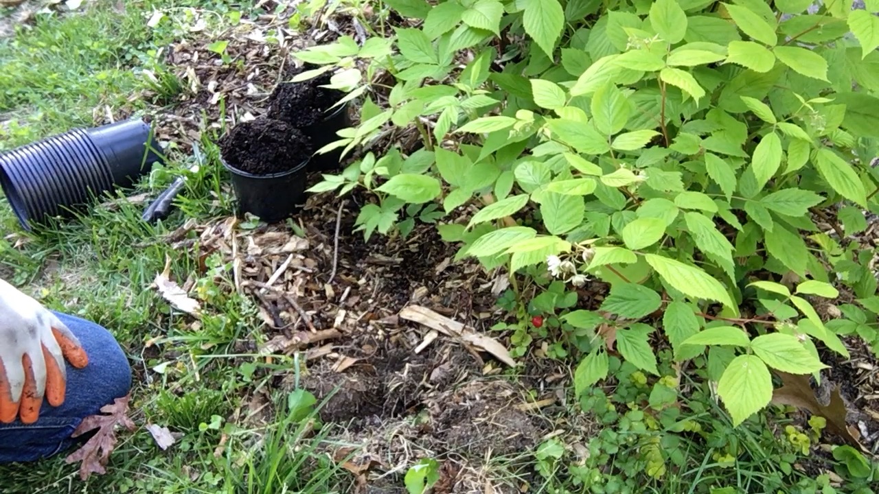 Propagating Raspberries from Primocanes A How To