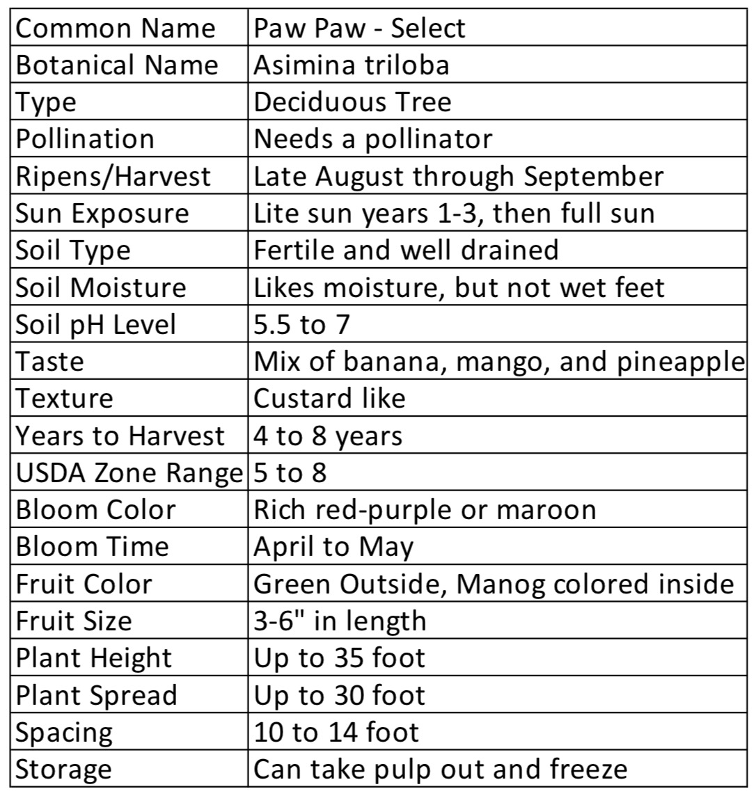 Paw Paw Tree For Sale - Great Escape Farms