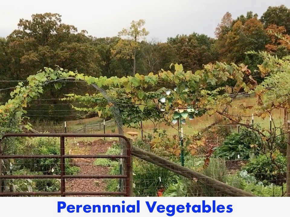 Perennial-Vegetables - Great Escape Farms