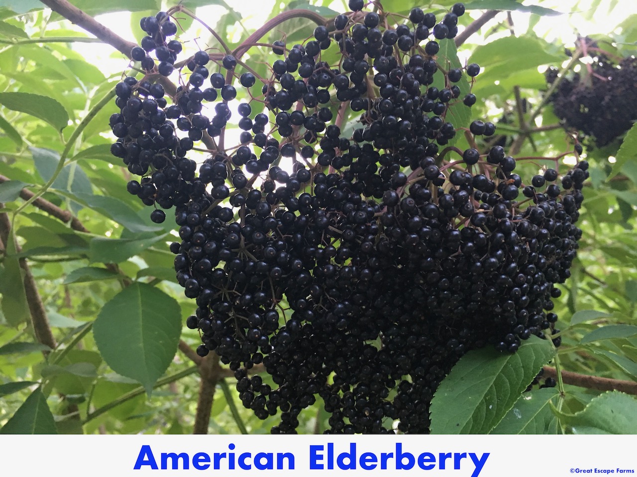 American Elderberry Plant - Great Escape Farms