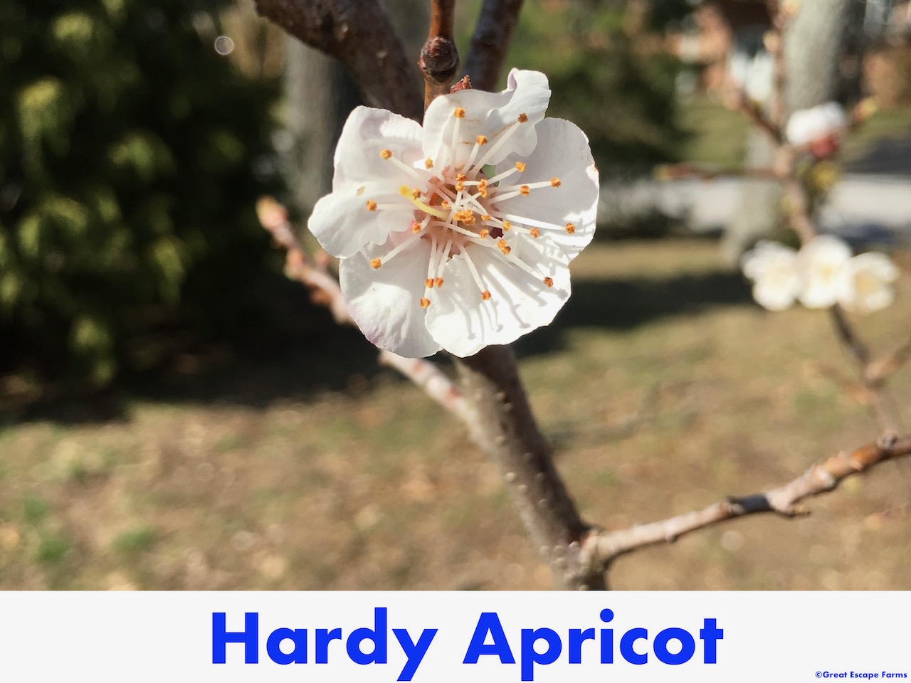 Hardy Apricot - Great Escape Farms