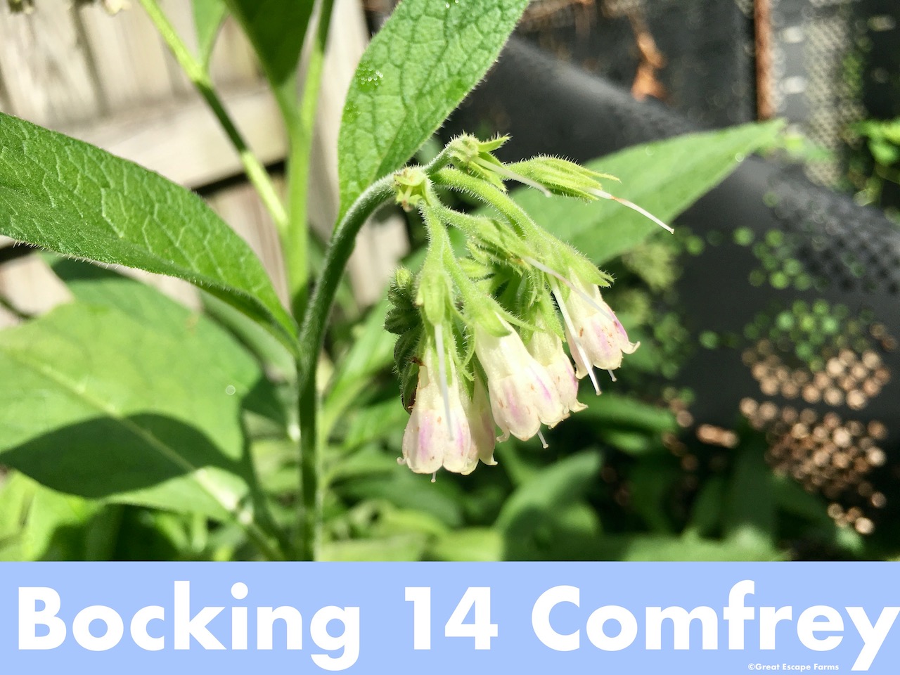 Comfrey Symphytum Bocking-14 $15 - Great Escape Farms