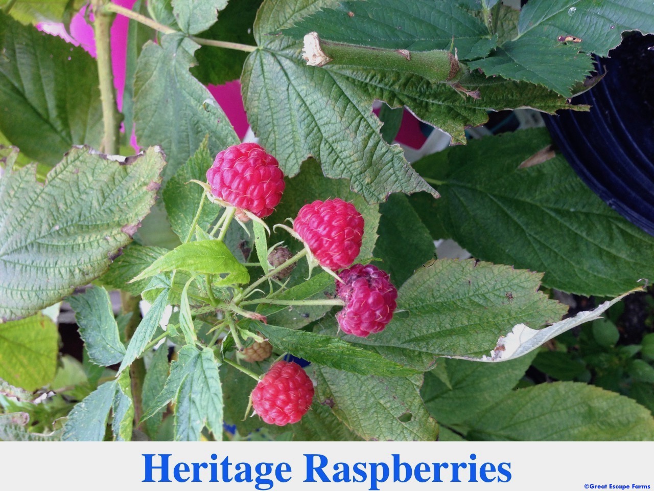 Heritage Raspberry for Sale $15 - Great Escape Farms