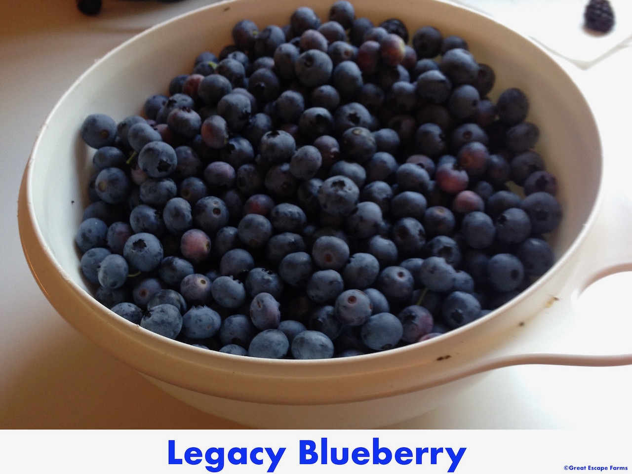 Legacy Blueberry $15 - Great Escape Farms