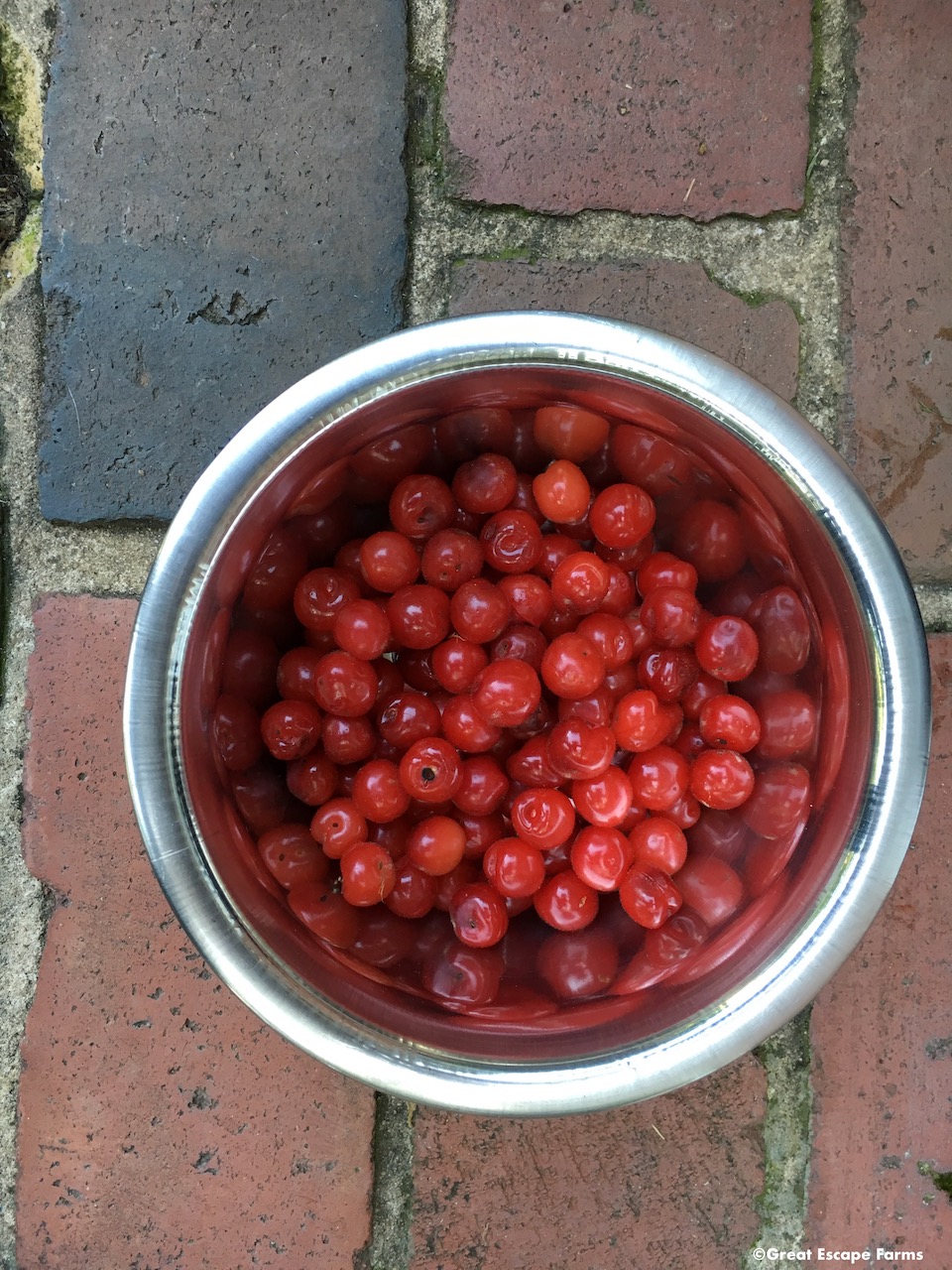Nanking Bush Cherry Plant for Sale at Great Escape Nursery