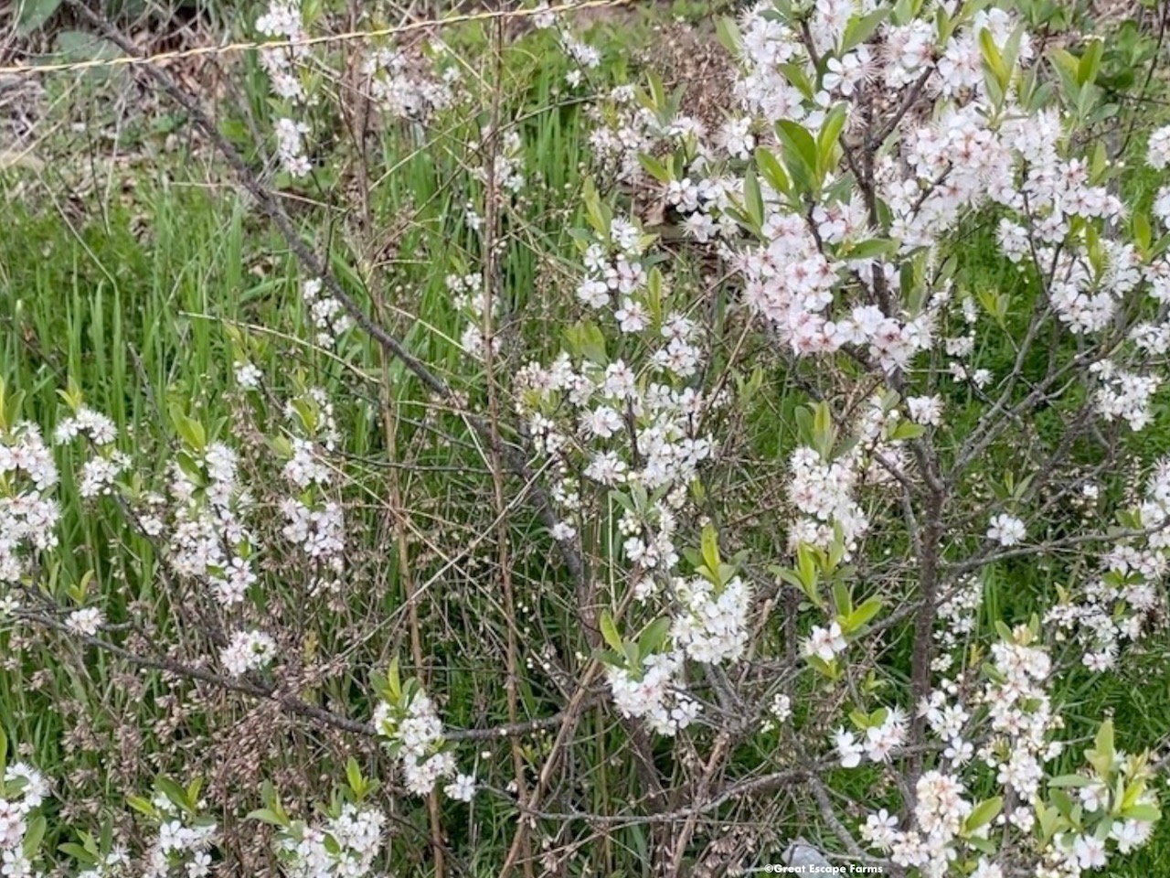 Sand-Cherry-in-Bloom - Great Escape Farms