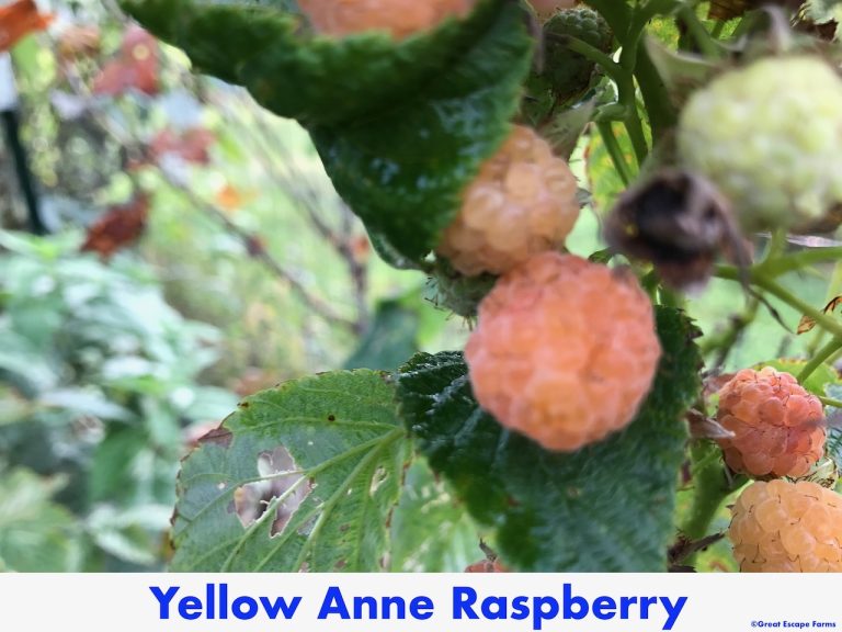 Anne Yellow Raspberry for Sale $15 - Great Escape Farms