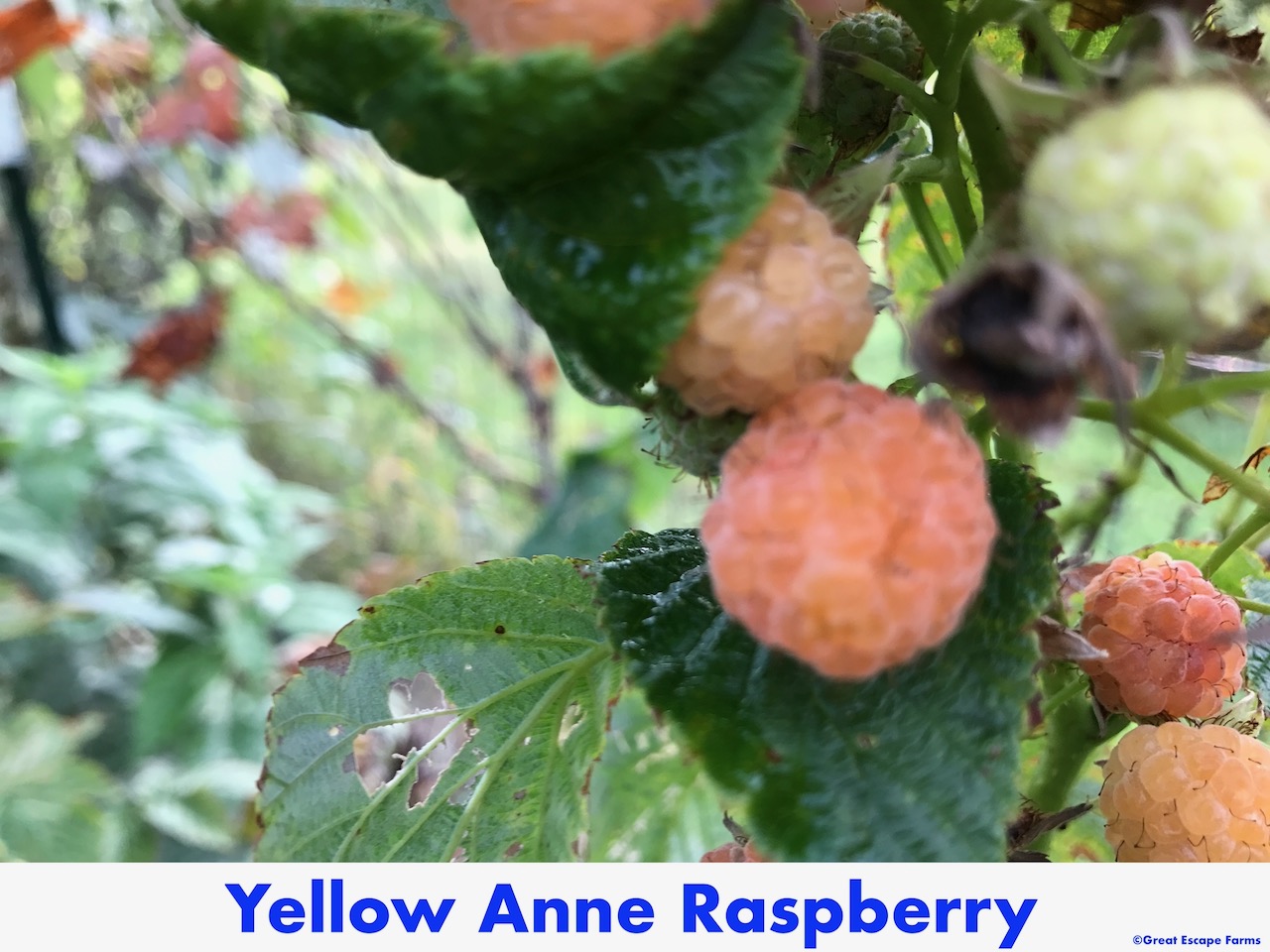Anne Yellow Raspberry for Sale $15 - Great Escape Farms