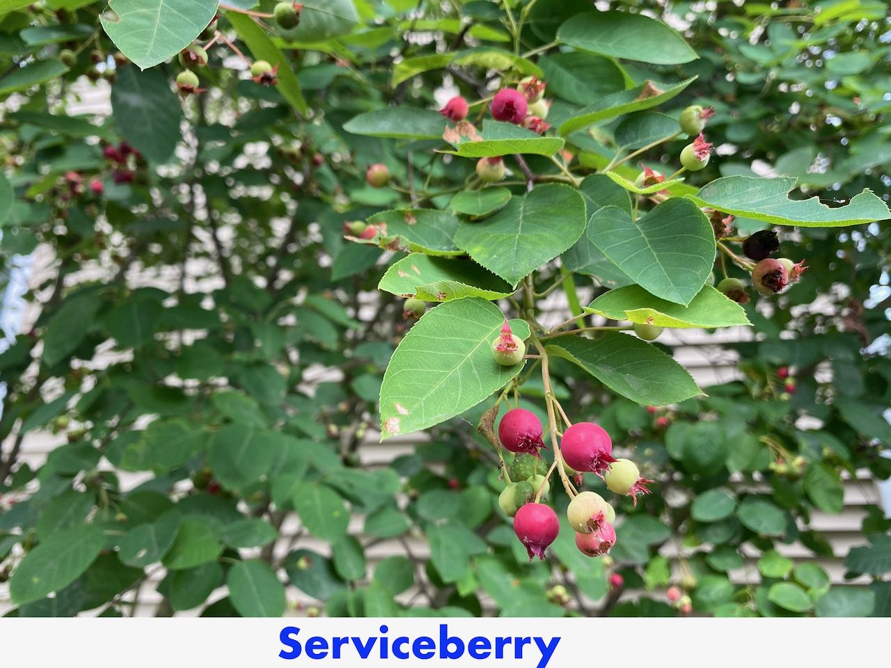 Saskatoon Serviceberry $15 - Great Escape Farms