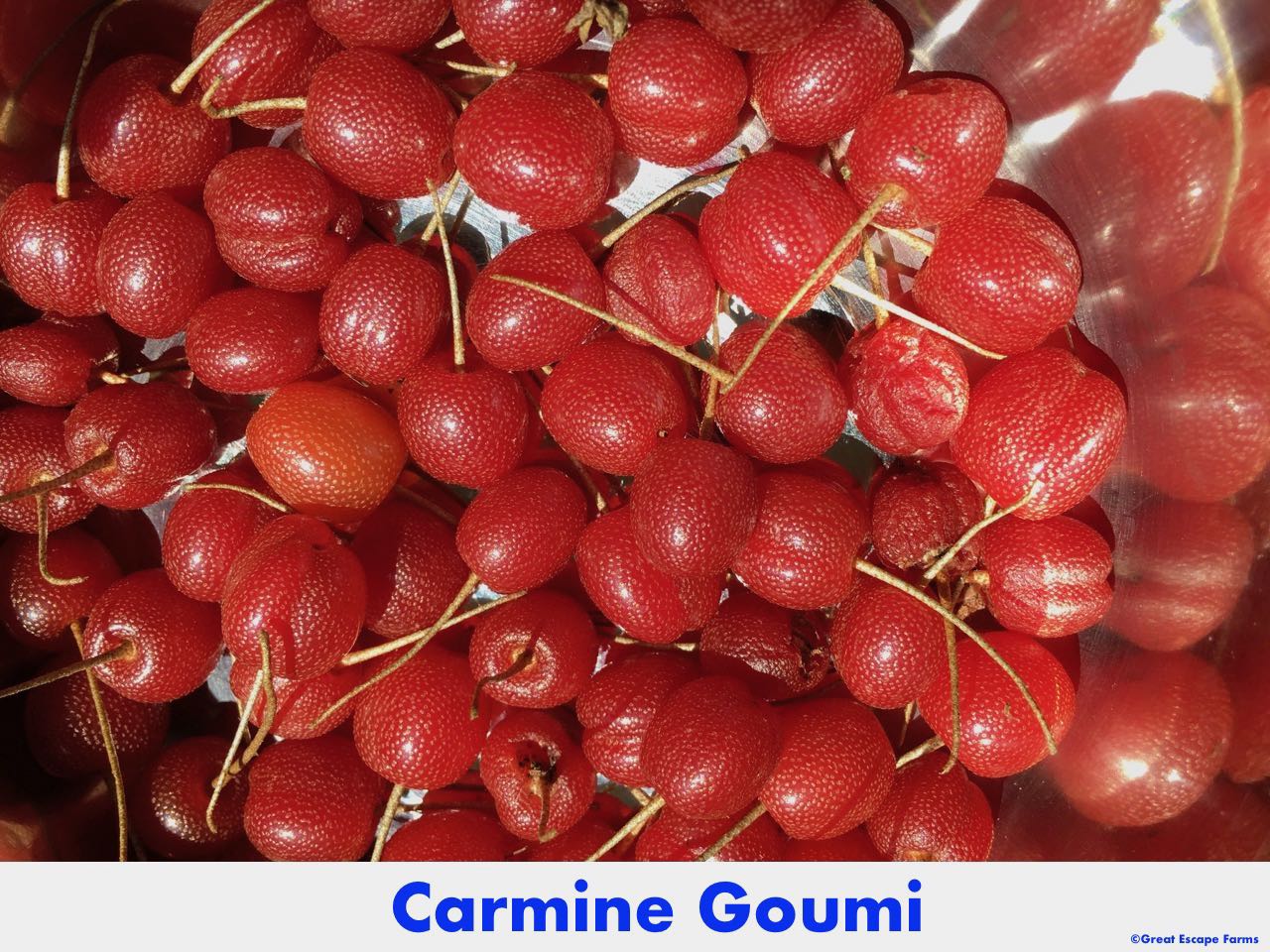Carmine Goumi $25 Sold Out - Great Escape Farms