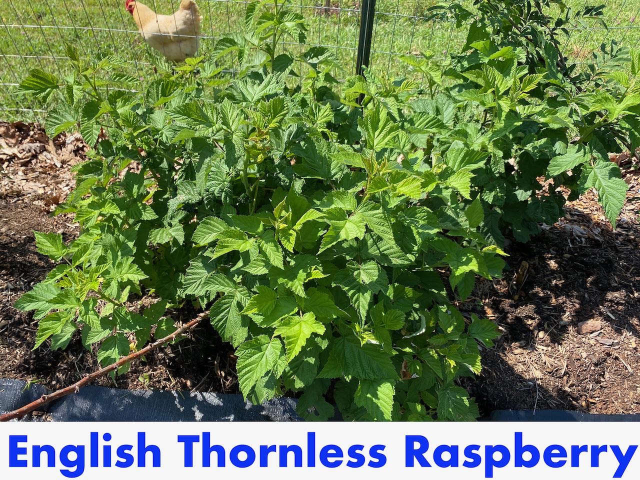English Thornless Raspberry $15 - Great Escape Farms