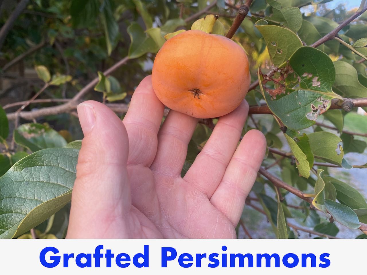 Persimmon - Great Escape Farms