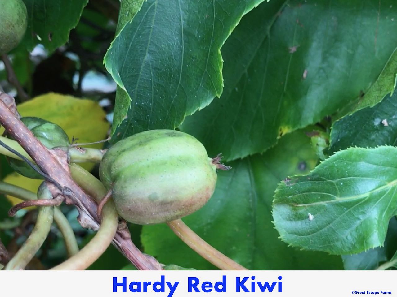 Kiwiberries Hardy Red Actinidia arguta $20 - Great Escape Farms
