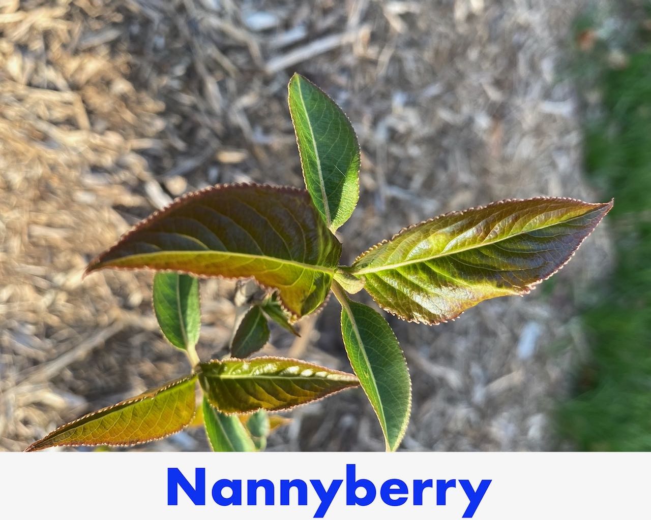Nannyberry Viburnum lentago Sold Out - Great Escape Farms