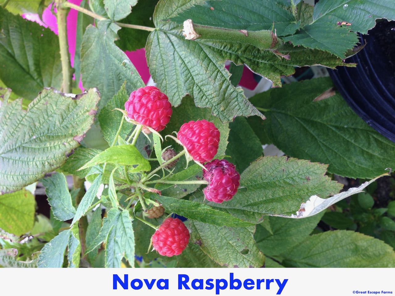 Nova Raspberry $15 - Great Escape Farms
