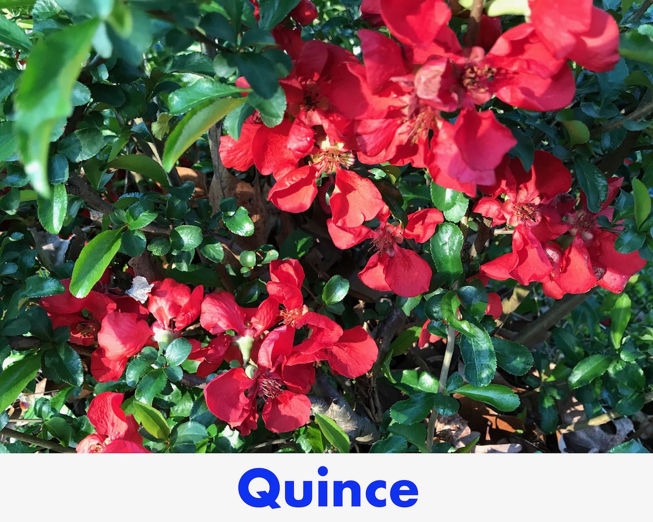 Quince - Great Escape Farms